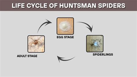 What Is The Average Lifespan Of Brown Recluse Spiders