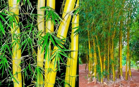 Khám Phá Các Loại Cây Tre Phổ Biến Tại Việt Nam