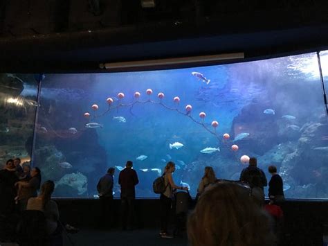 National Marine Aquarium Plymouth Aktuelle 2019 Lohnt Es Sich