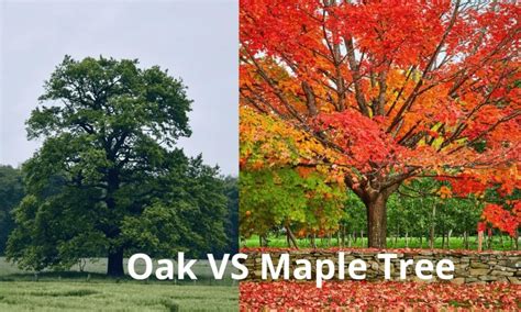 Maple Vs Oak Tree Which Is Best For Your Landscape