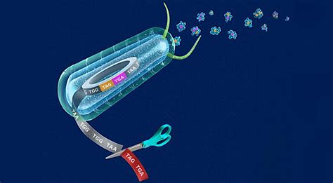 Recoding A Genome For Programmable Synthetic Proteins Astrobiology