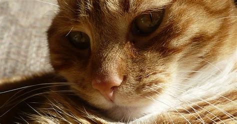 This Is My Handsome Guy Cheeto Its His First Time On Reddit Imgur