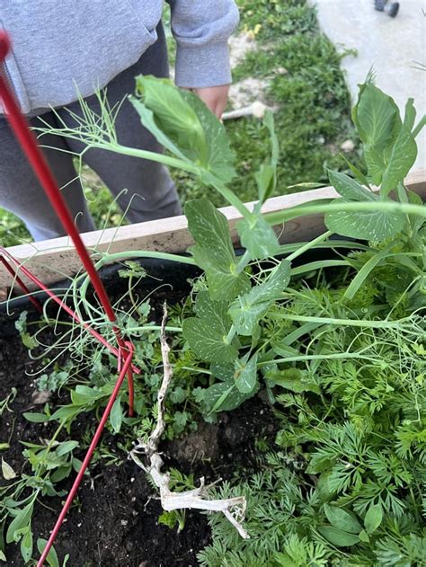 Dad Poured Pack Of Seeds Has No Idea What They Were R Plantidentification