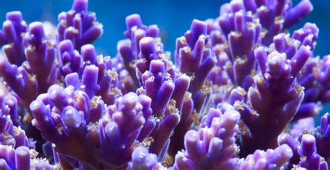 Assisted Evolution Is This The Key To Coral Reef Survival Reefcause
