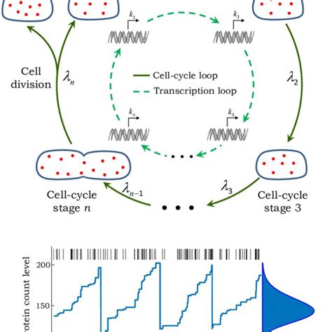 Coupling Cell Cycle To Gene Expression Top The Outer Loop Shows An