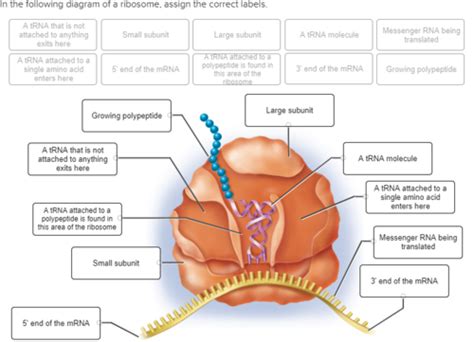 Biol Chapter 12 Review Flashcards Quizlet