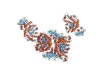 Hexb Wikipedia