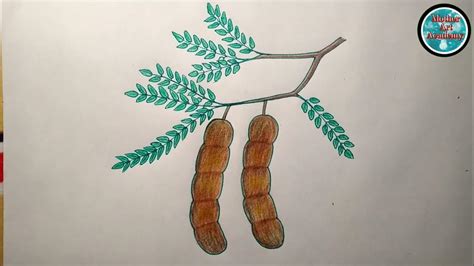 How To Draw Tamarind Tamarind Draw Step By Step Tatul Draw