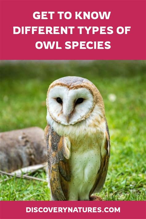 Get To Know Different Types Of Owl Species In 2025 Owl Species Owl