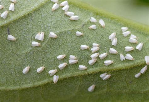 Citrusleaf Infested With Adult Citrus Whitefly Dialeurodescitri Ashmead