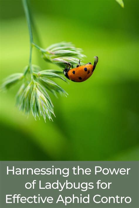 Harnessing The Power Of Ladybugs For Effective Aphid Control