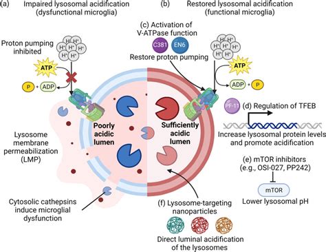 Lysosomal Acidification Dysfunction In Microglia An Emerging