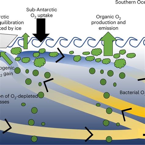 Schematic Of Southern Ocean Oxygen Cycling Schematic Illustrates The