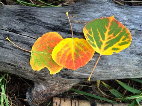 Aspen Leaf And Tree Photos