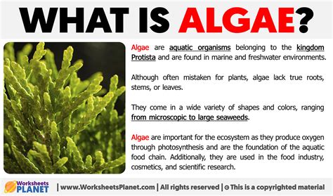 Algae Meaning Cyanobacteria Wikipedia