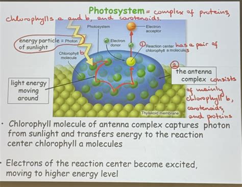 Biology 1510 Chapter 8 February 19 2025 Flashcards Quizlet