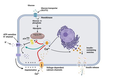 H2s Mediated Inhibition Of Insulin Secretion From Pancreatic β Cells