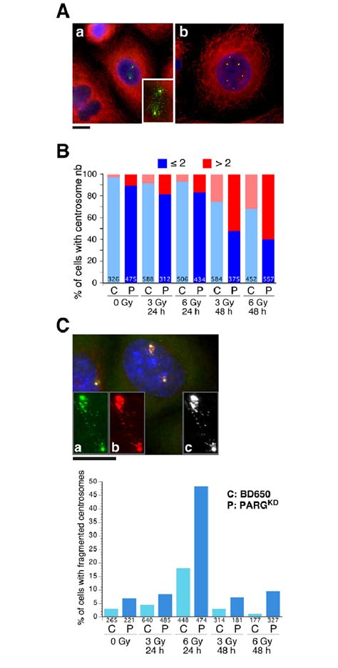 Irradiation Of Parg Kd Cells Induces Abnormal Centrosome Morphology And