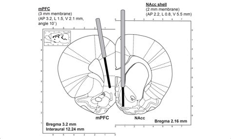 Dual Probe Microdialysis An Illustration Of The Stereotaxic Placement