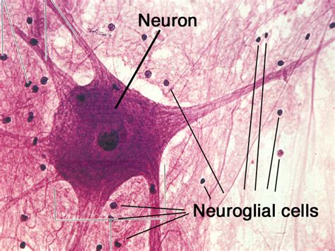 Nervous System BIOLOGY4ISC