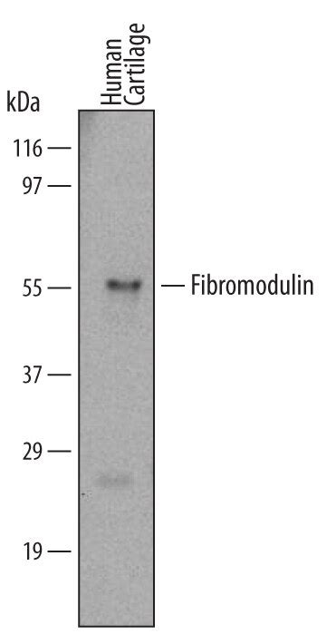 Fibromodulinfmod Products Randd Systems