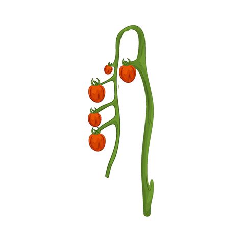 Illustration Of Tomato Plant 60605207 Vector Art At Vecteezy
