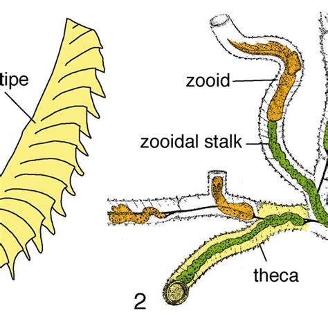 Colony Form And Structure In The Pterobranchia 1 2 Cephalodiscus