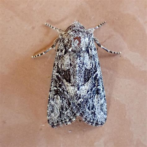 Noctuidae Bugguidenet
