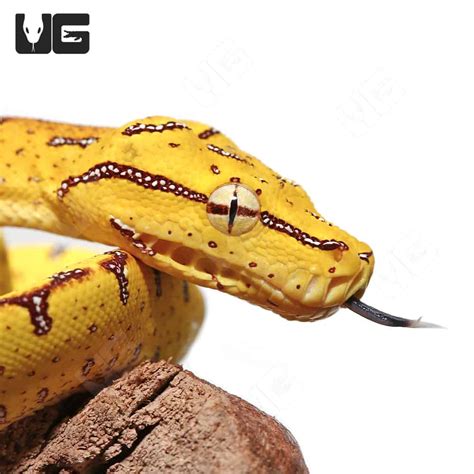 Green Tree Pythons For Sale Underground Reptiles