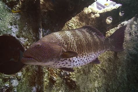 Giant Grouper It Might Not Look Like It But This Fish Is Flickr