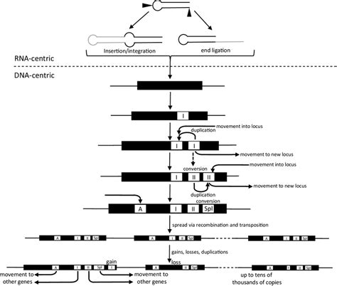 Proposed Model Of The Evolution Of Introns With Rrnas Very Early In Download Scientific
