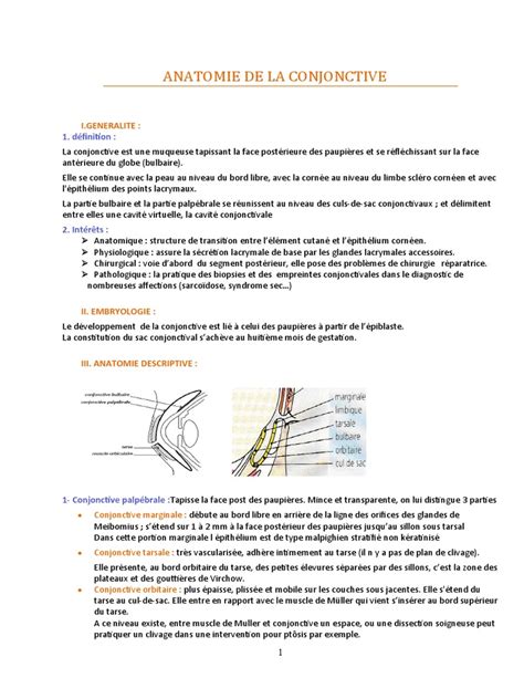 Anatomie De La Conjonctive Pdf Épithélium Nerf