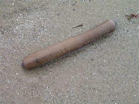 The Lowly Peanut Worm And Its Long Lost Relatives