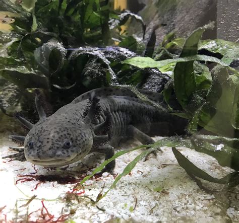 Axolotl Karakteristik Rinci Habitat Makanan Dan Reproduksi