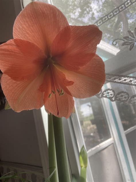 Rinola And Red Lion Ramaryllisbulbs