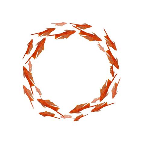 Circular Fish Images Free Download On Freepik