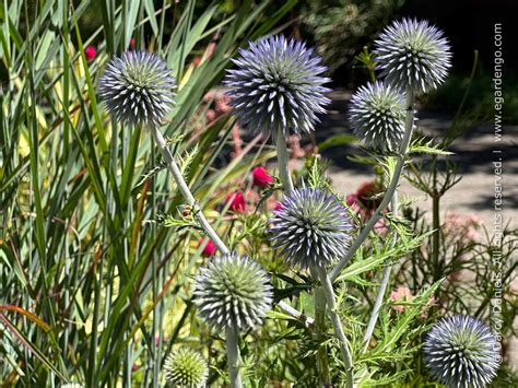Echinops Ruthenicus Platinum Blue