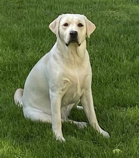 Bogarie Arran Labradors Islay Album On Imgur