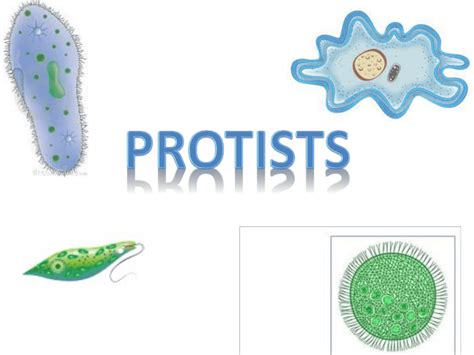 Protist Examples With Scientific Names