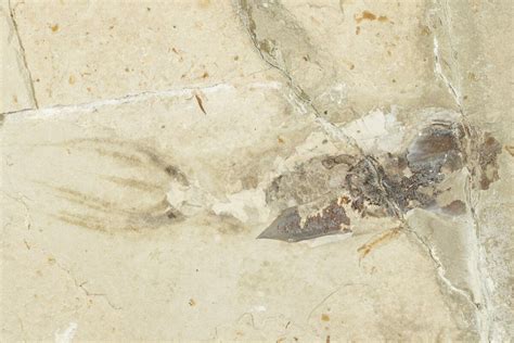 48 Cretaceous Fossil Squid With Tentacles And Ink Sac Posneg