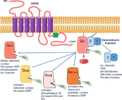 Protein Kinase G At Edna Mondragon Blog