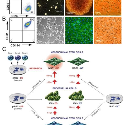Reactivation Of Pluripotency Transcription Factors In Ipsc