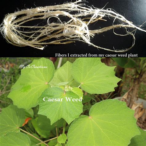 Caesar Weed More Than Just A Weed Balancing Actions Health