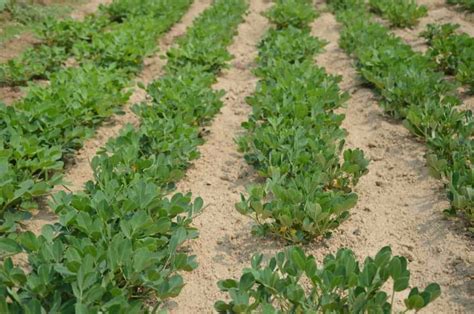 Peanut Farming In Usa How To Start A Step By Step Guide For Beginners