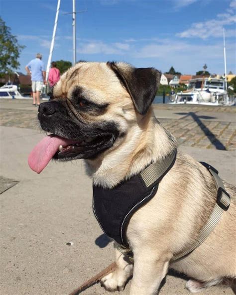 Retro Pug Pug And Jack Russell Terrier Mix Info Pictures Facts Faqs