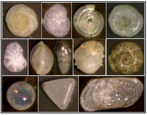 Microfossils Recovered From A Short Core Collected From The East Download Scientific Diagram