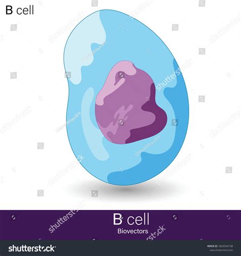 12 B Cell Malignancy Stock Vectors And Vector Art Shutterstock