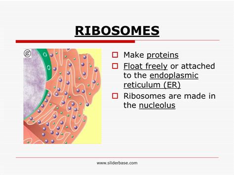 Three Proteins That Are Made At The Cells Ribosomes At Anthony Sears Blog