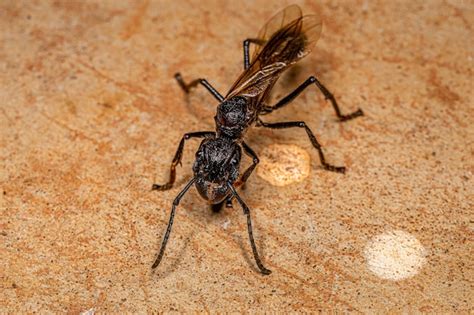 Premium Photo Adult Bullet Ant Queen
