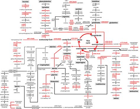 Amino Acid Translation Chart